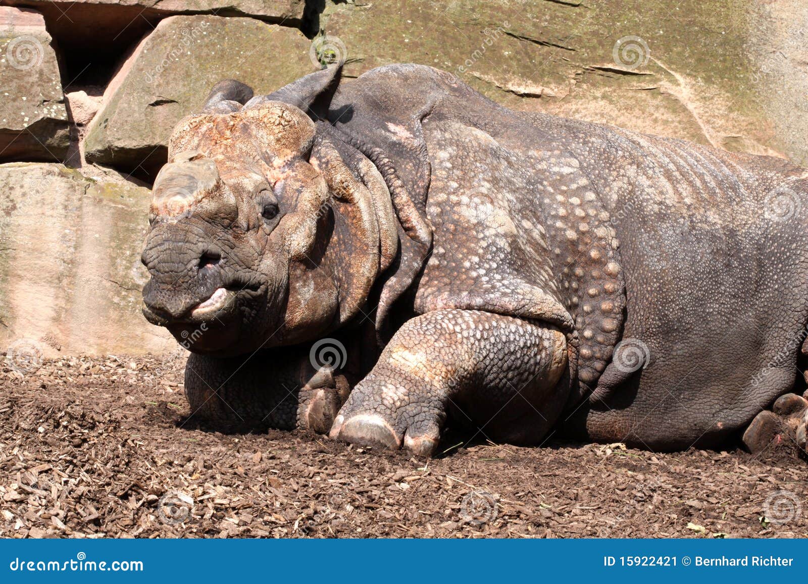 Great Indian Rhino stock image. Image of animal, dramatic - 15922421
