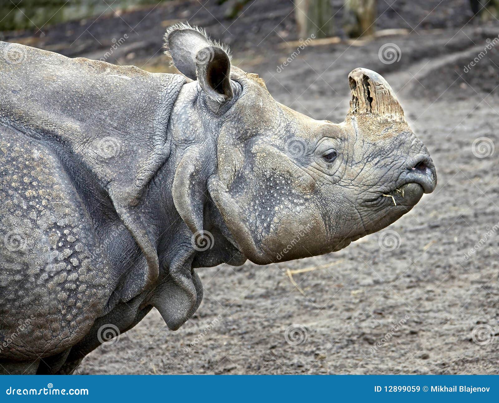 Great Indian Rhinoceros 7 Royalty Free Stock Images - Image: 12899059
