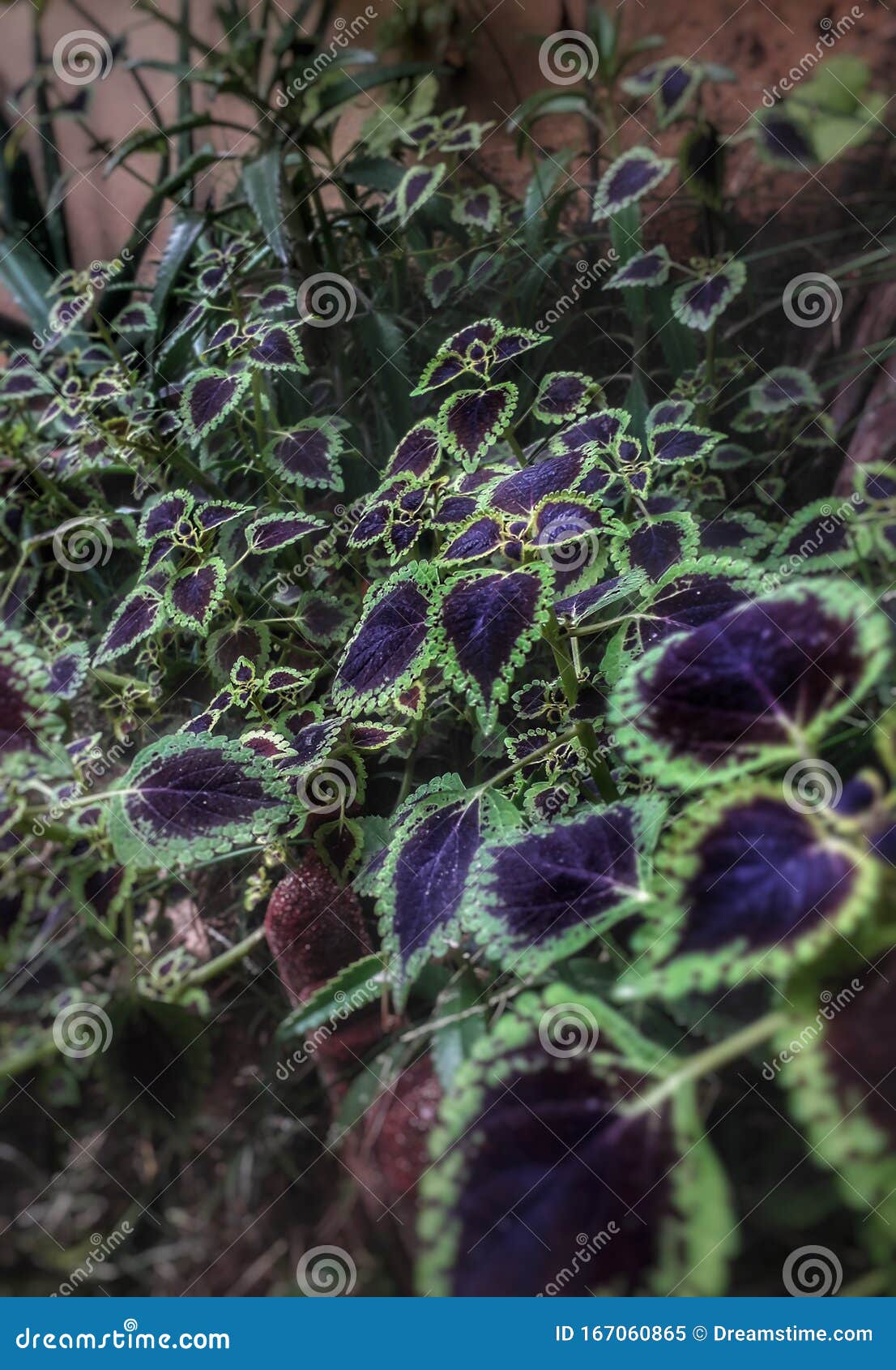 Great Indigo and Great Flower Plants Stock Image - Image of beutiful ...