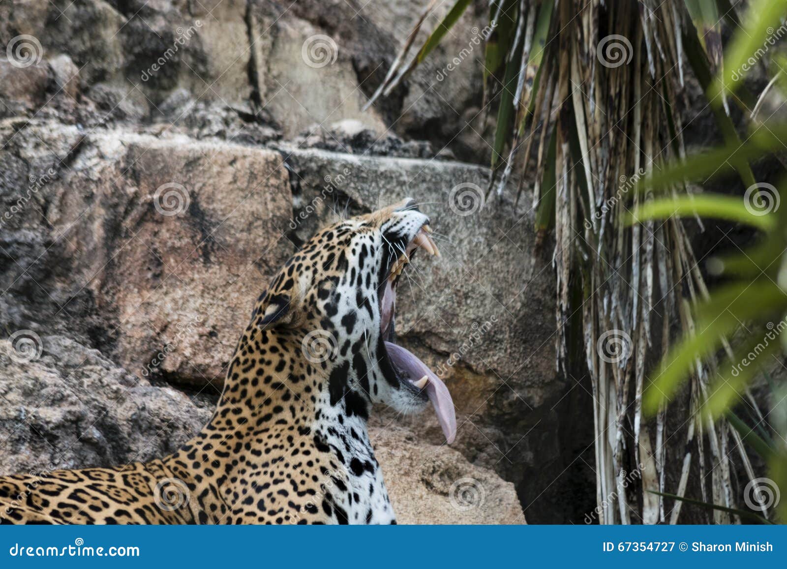 The Great Jaguar Yawn stock image. Image of panthera - 67354727