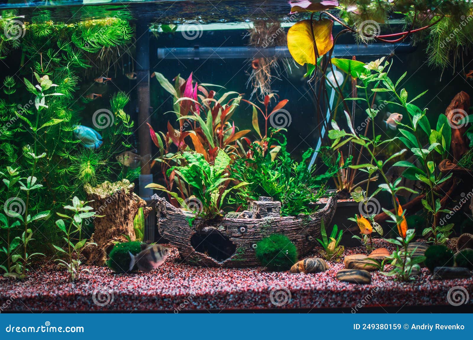 A Great Jungle Planted Aquarium Stock Image - Image of rock, aquarium ...