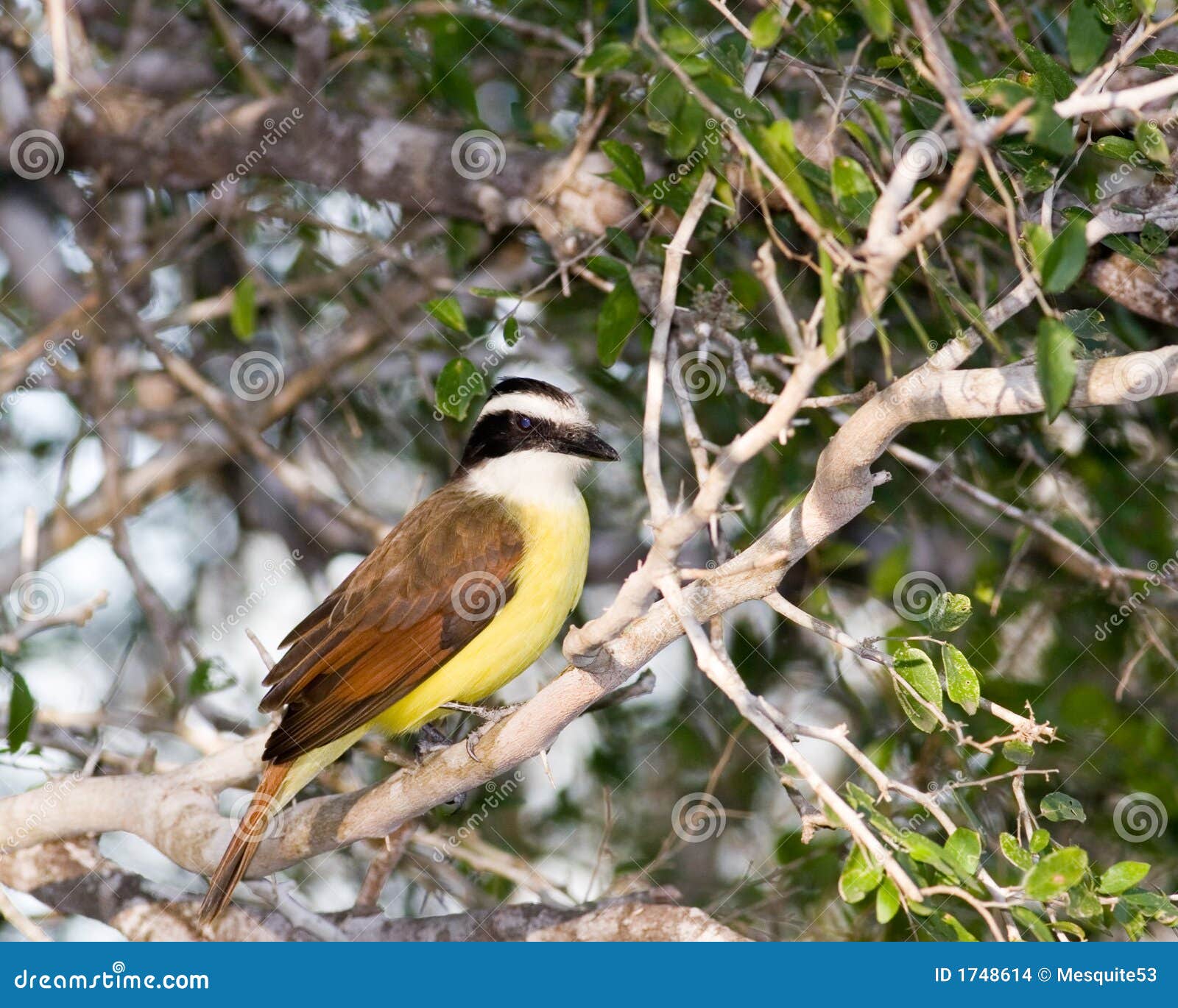 Great Kiskadee stock photo. Image of bird, native, kiskadee - 1748614