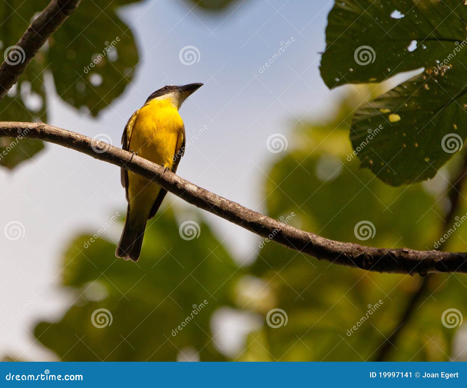 A Great Kiskadee stock image. Image of moist, life, highland - 19997141