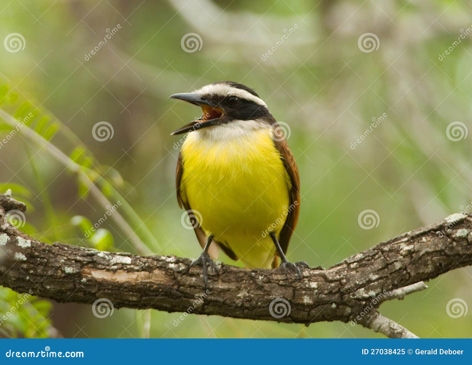 Great Kiskadee stock image. Image of texas, kiskadee - 27038425