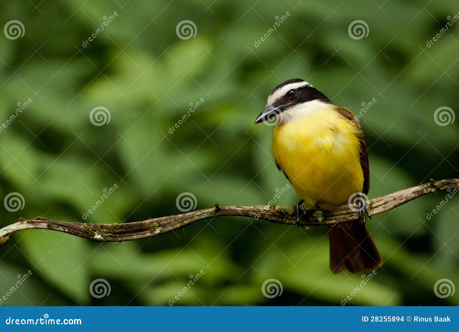 Great Kiskadee stock photo. Image of great, tropics, kiskadee - 28255894