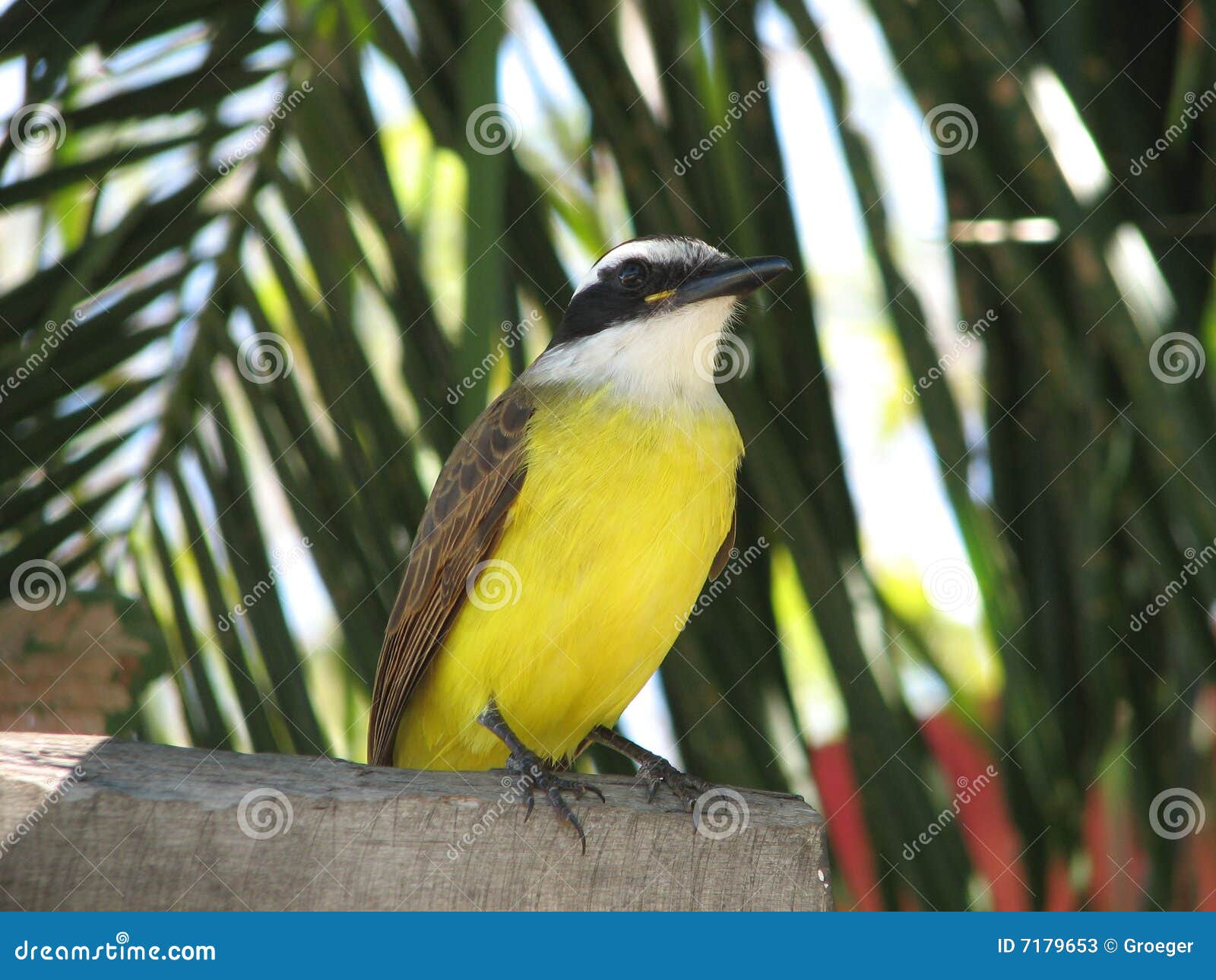 Great Kiskadee stock image. Image of brazilian, central - 7179653