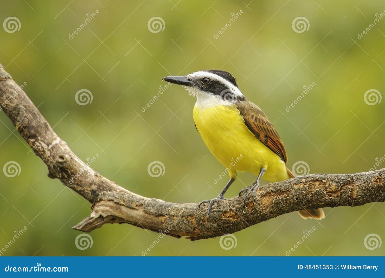 Great Kiskadee stock image. Image of nature, central - 48451353