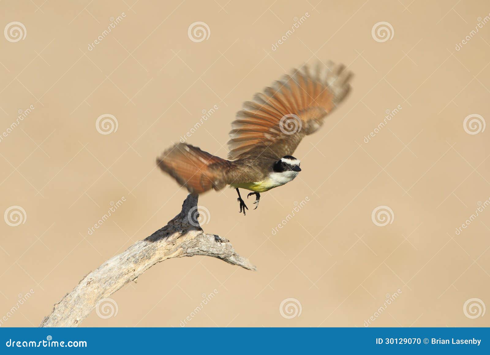 Great Kiskadee - Texas stock photo. Image of animal, laguna - 30129070