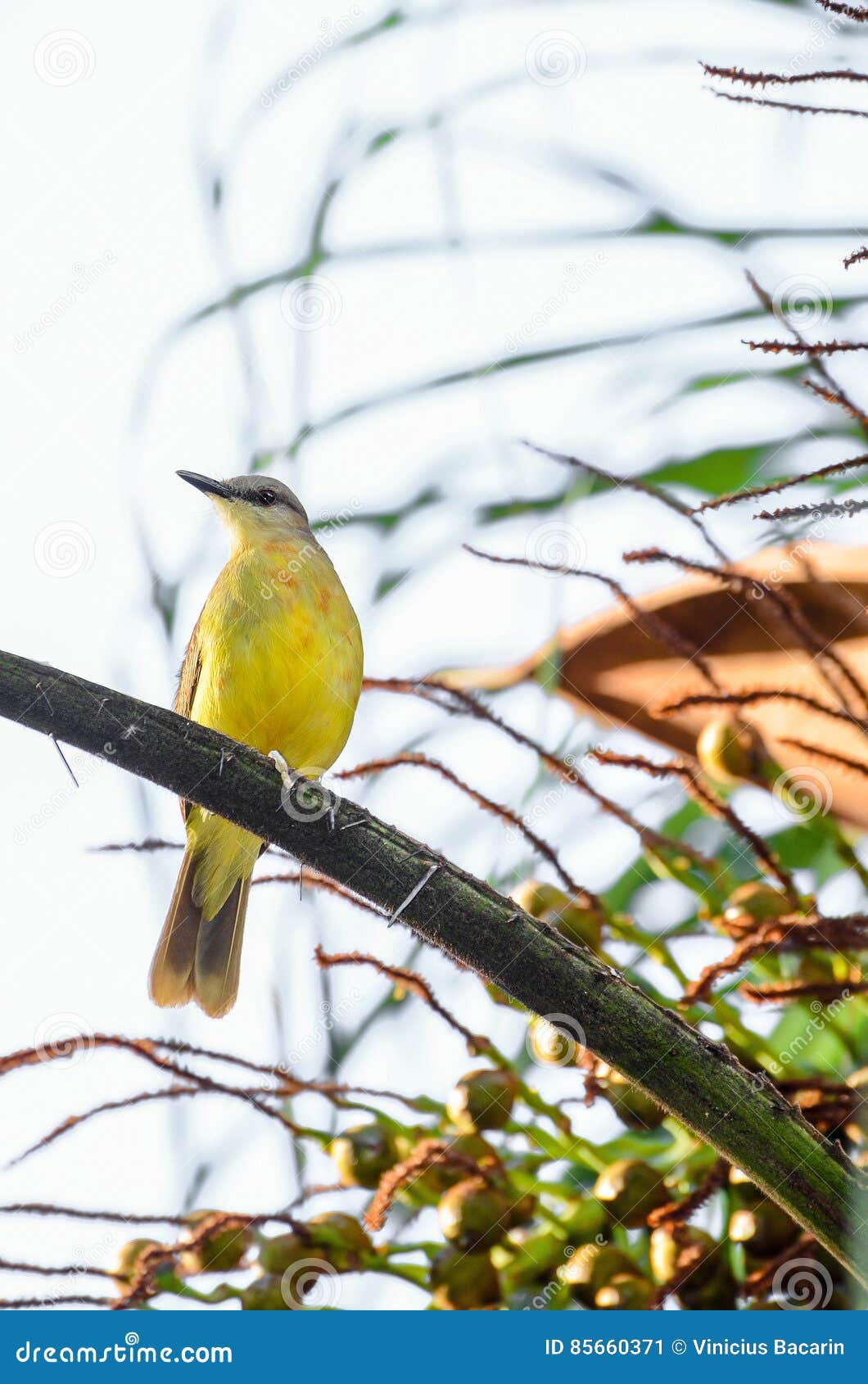 Great Kiskadee on a Tree Branch Stock Image - Image of animal, yellow ...