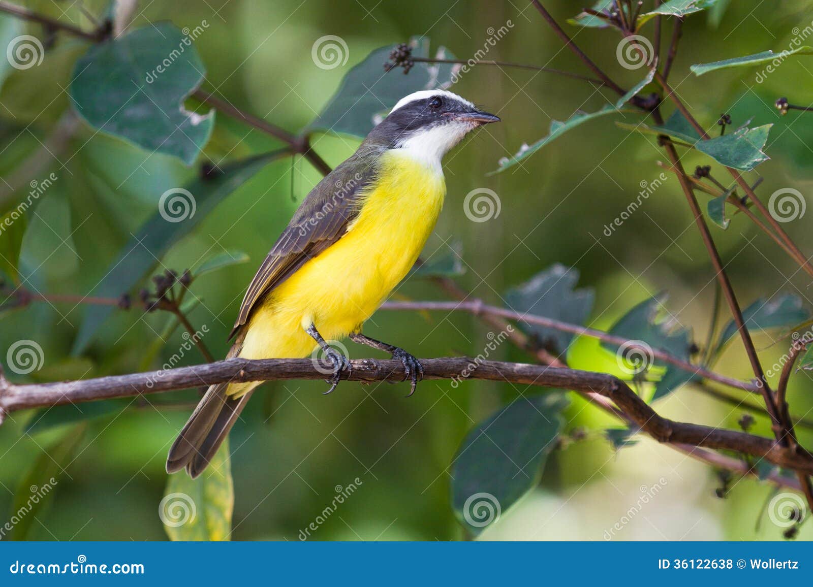 Great kiskadee stock photo. Image of sitting, flycatcher - 36122638