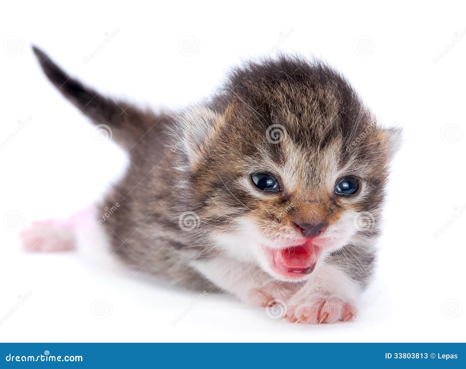 Great kitten stock image. Image of animal, studio, feline - 33803813