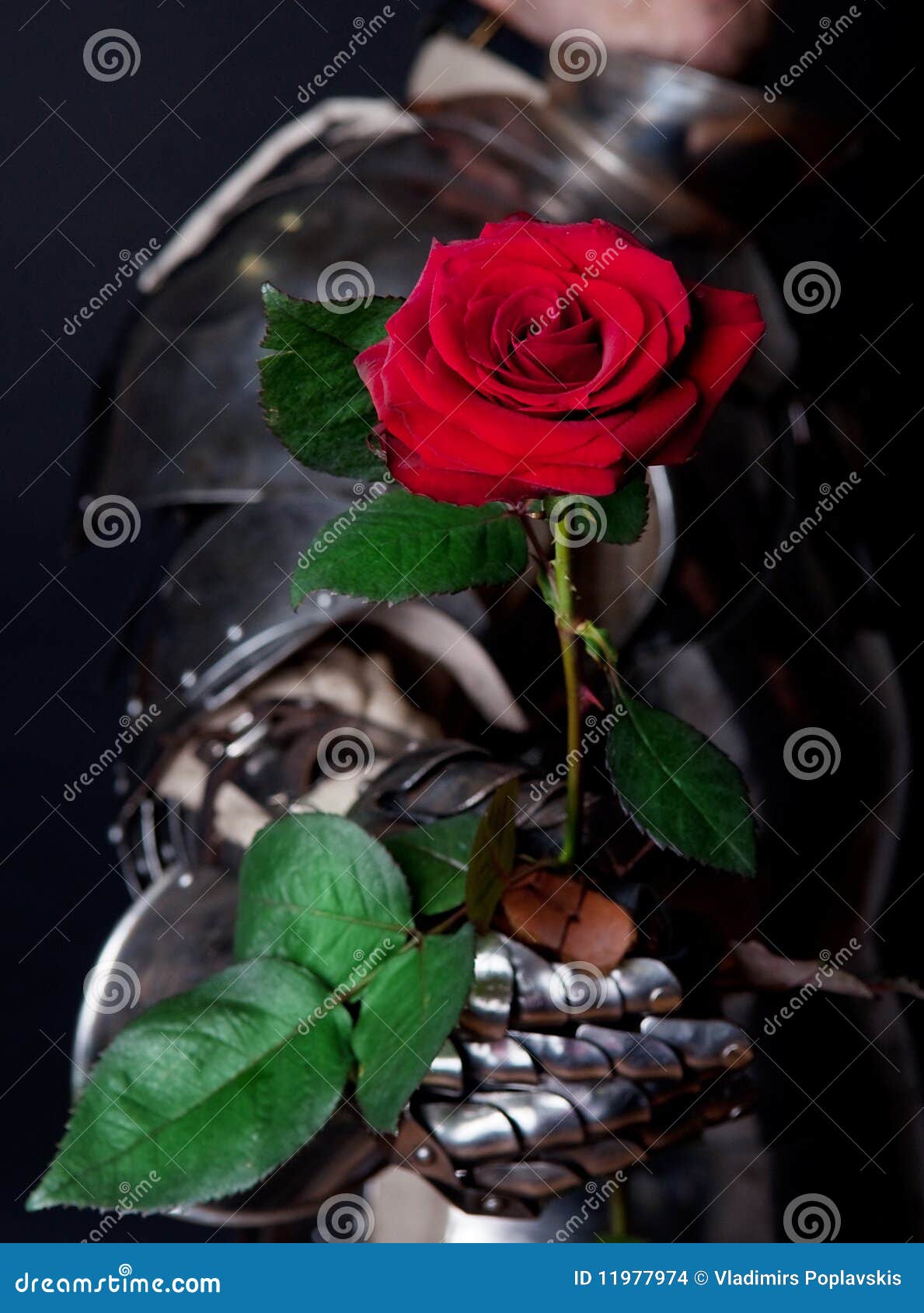 Great Knight Looking at Beautiful Flower Stock Photo - Image of fantasy ...