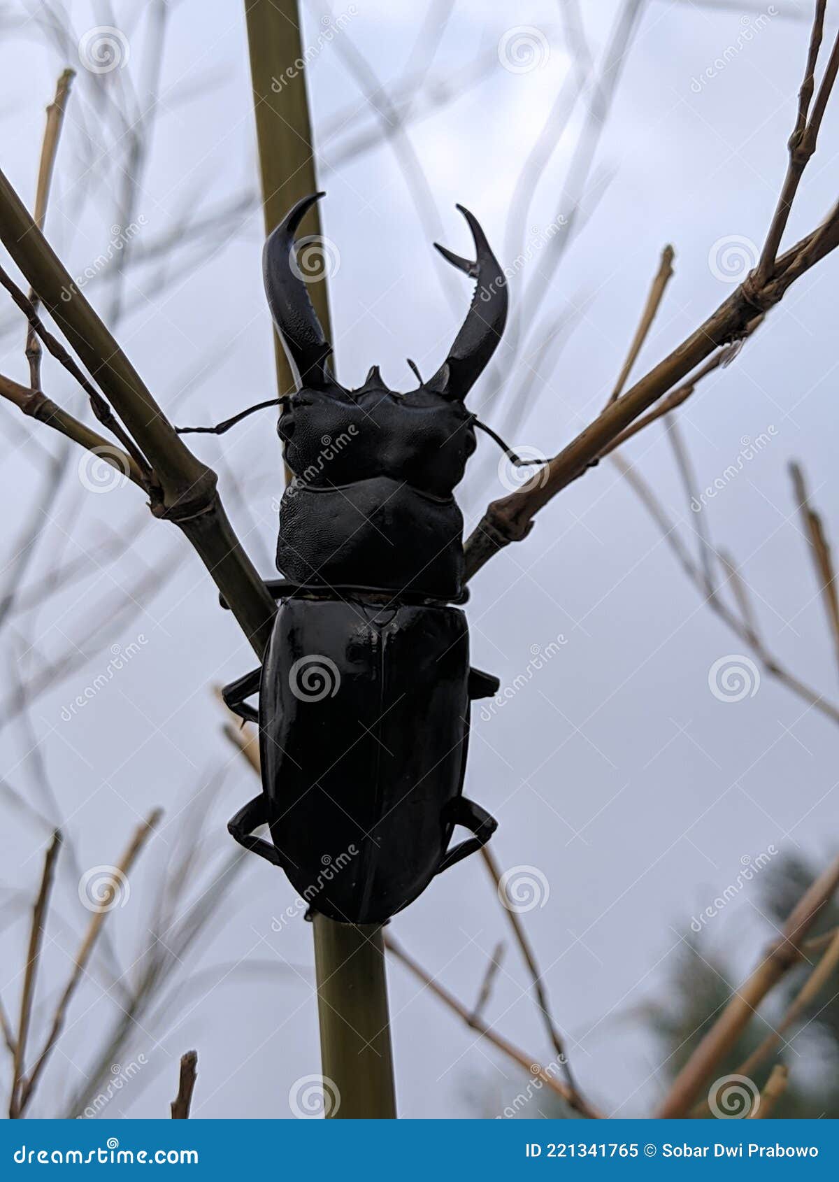 Great Kumbang Wangwung Stag Bettle of Java Stock Image - Image of leaf ...