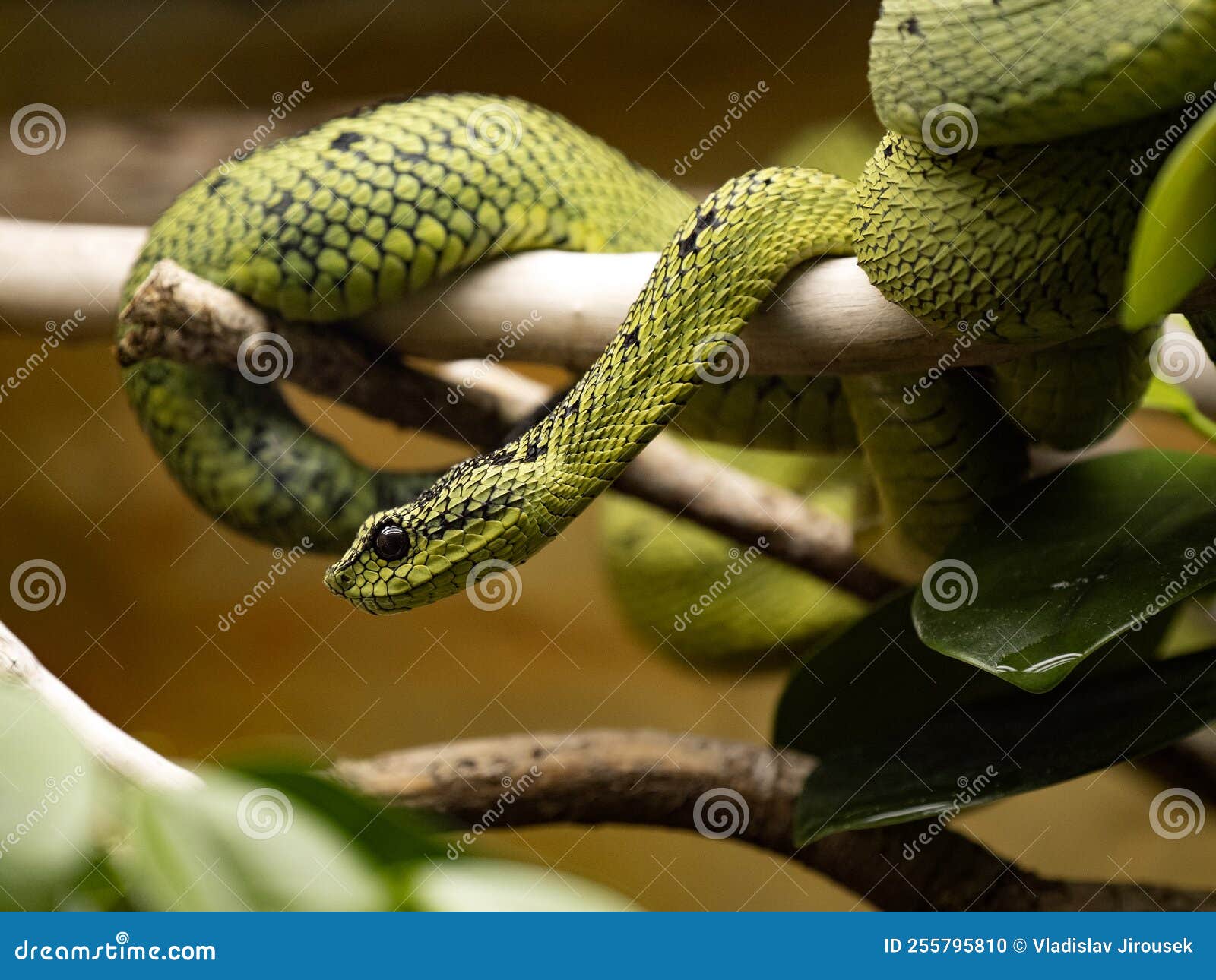 Atheris Nitschei