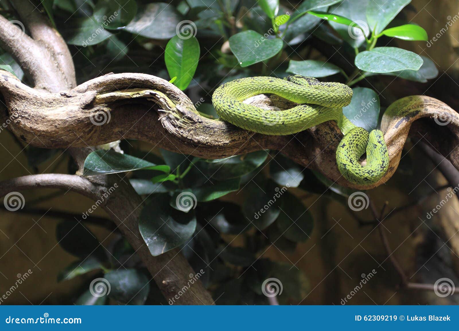 Great Lakes bush viper stock image. Image of bush, atheris - 62309219
