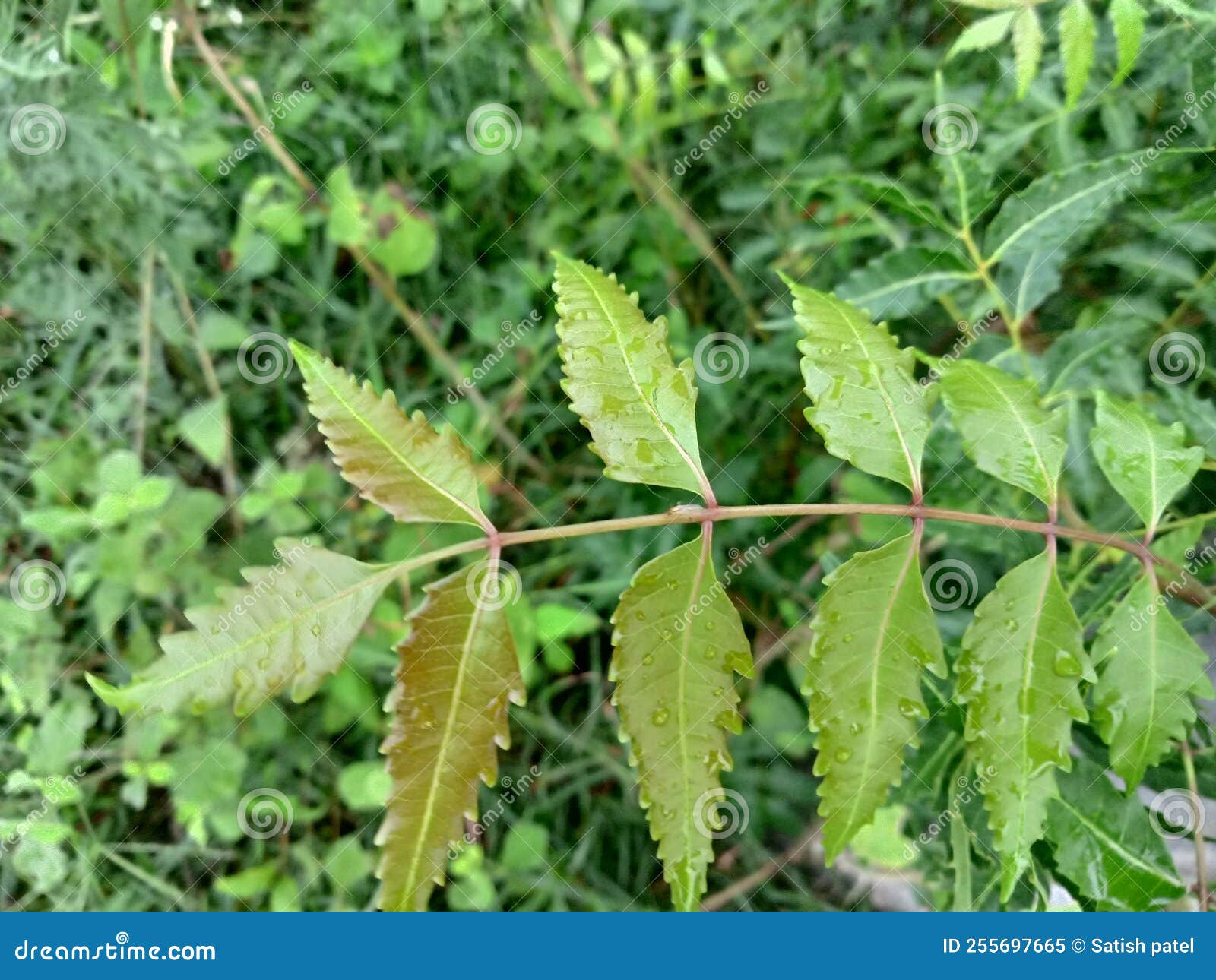 This is a Great Leaves Image a Beautiful and Good Image Super Stock ...