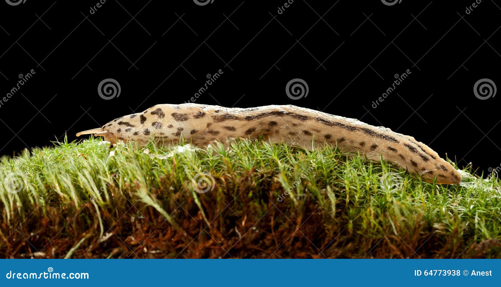 Great Leopard Slug stock photo. Image of leopard, crawling - 64773938