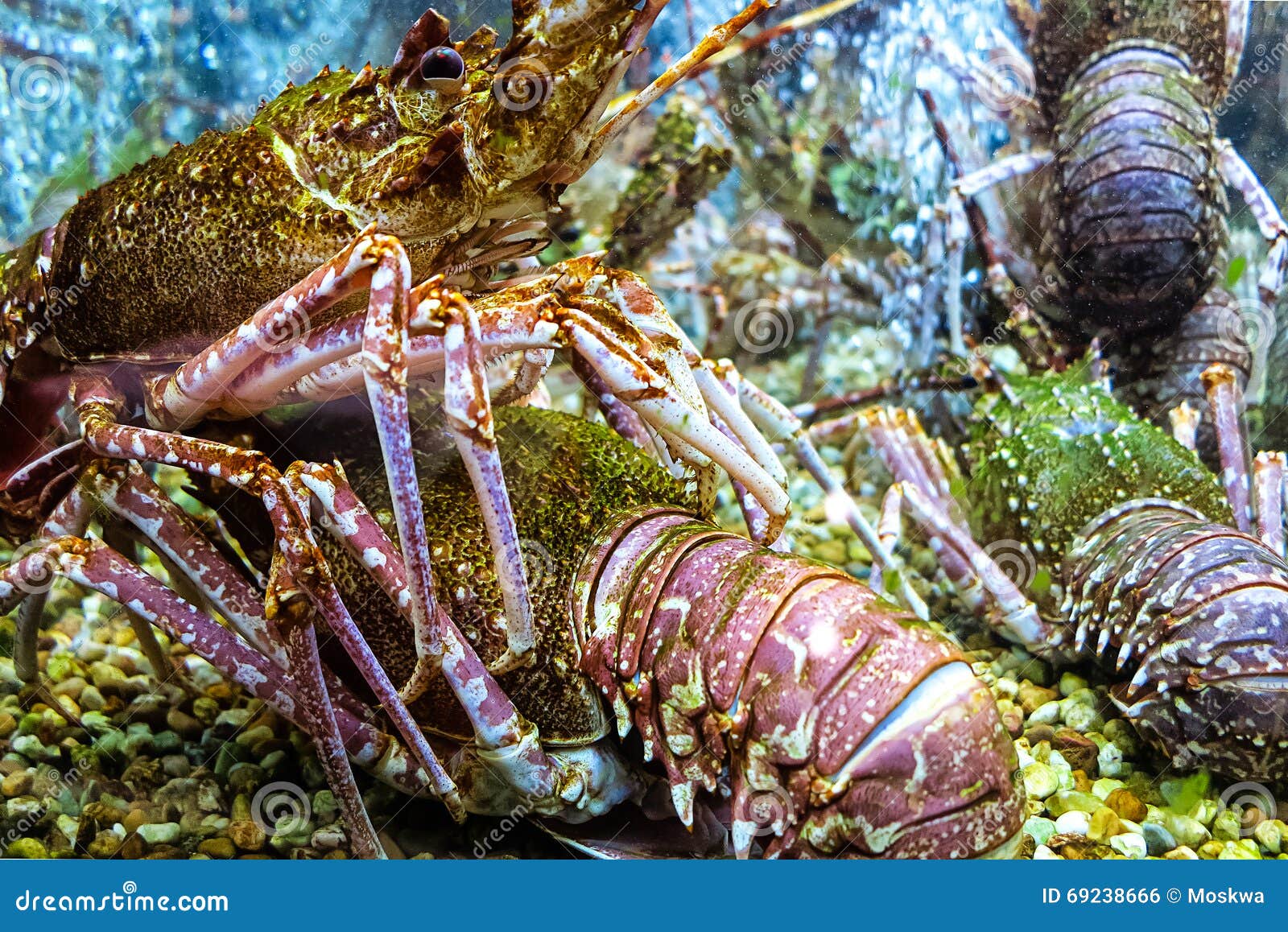 Great lobsters alive stock photo. Image of delicacies - 69238666