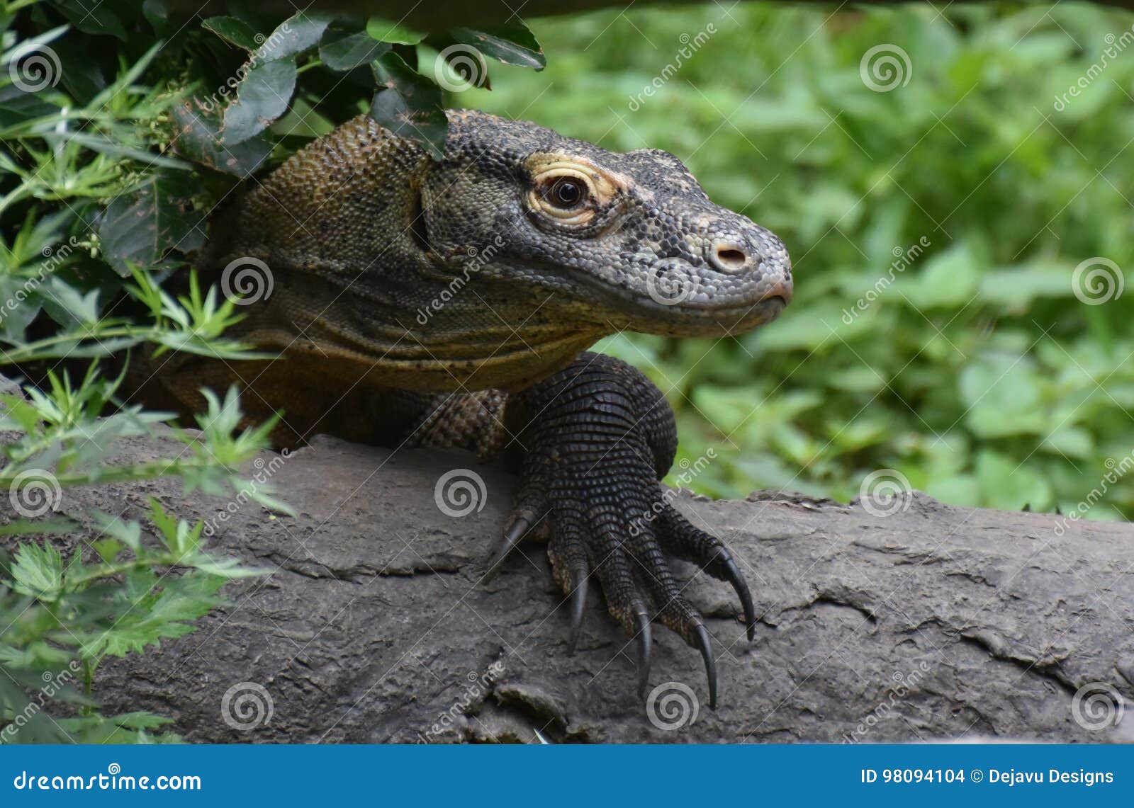 Great Look at a Komodo Dragon with Long Claws Stock Photo - Image of ...