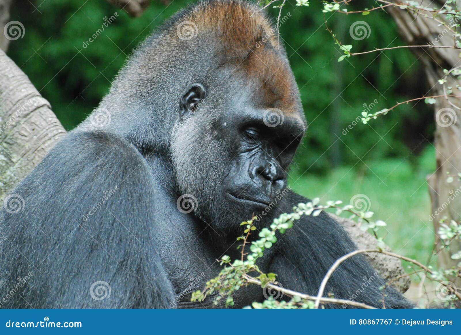 A Great Look at a Silverback Gorilla Stock Image - Image of lowland ...