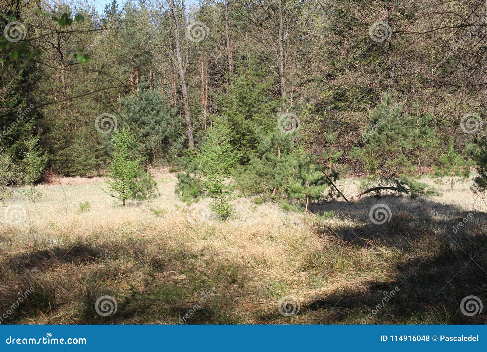 Opening in a Forest stock photo. Image of pine, trees - 114916048