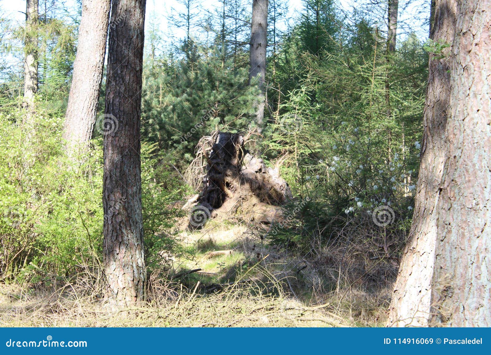 Opening in a Forest stock image. Image of road, woodland - 114916069