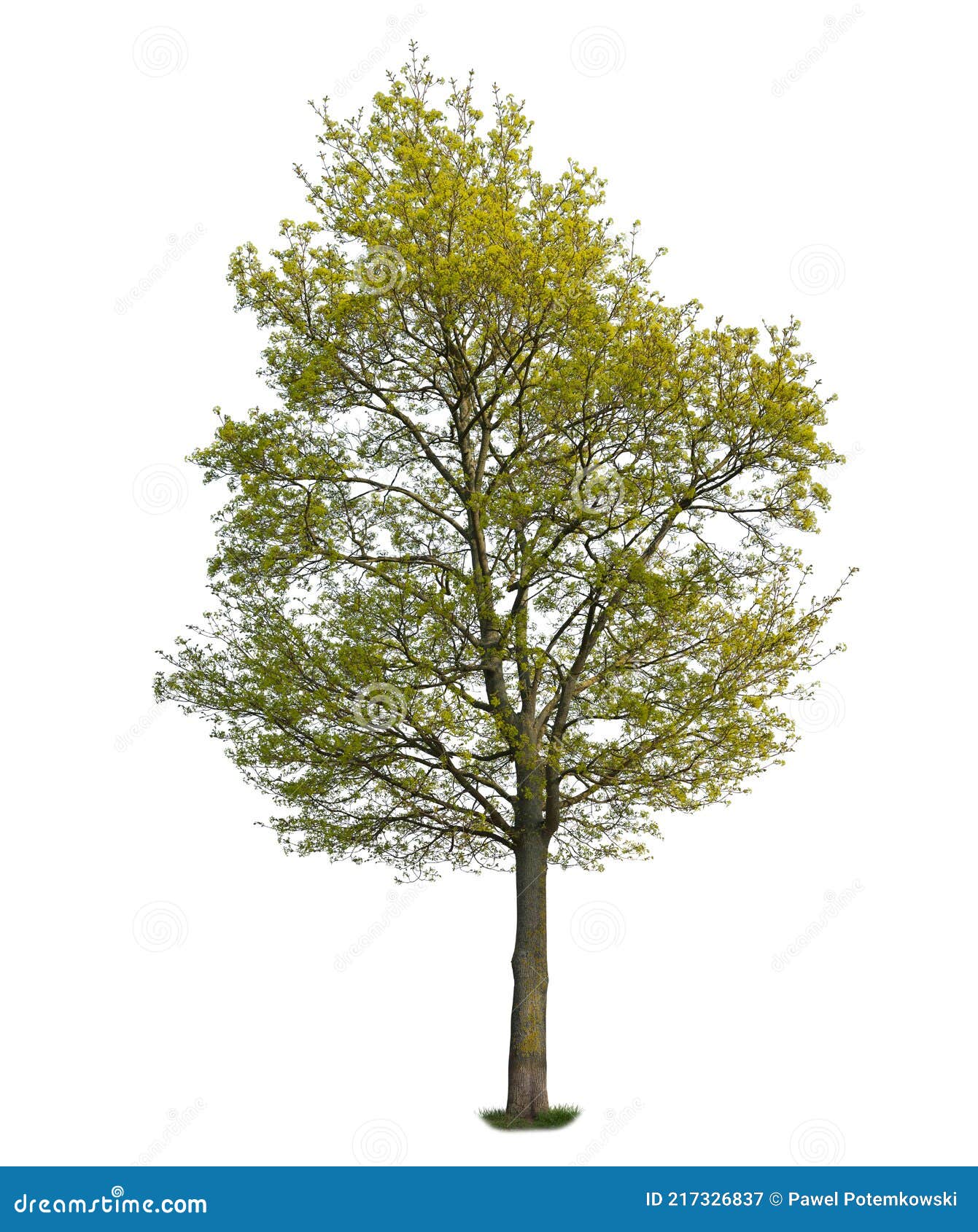 Great Maple Tree with Green Leaves Isolated on White Background Stock ...