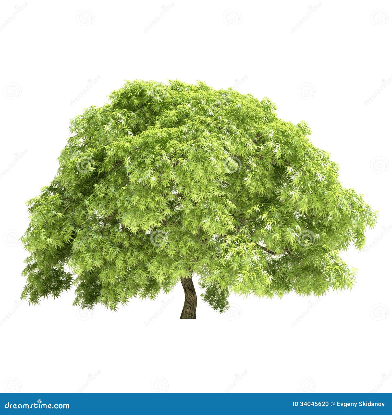 Great Maple Tree Isolated stock illustration. Illustration of garden ...