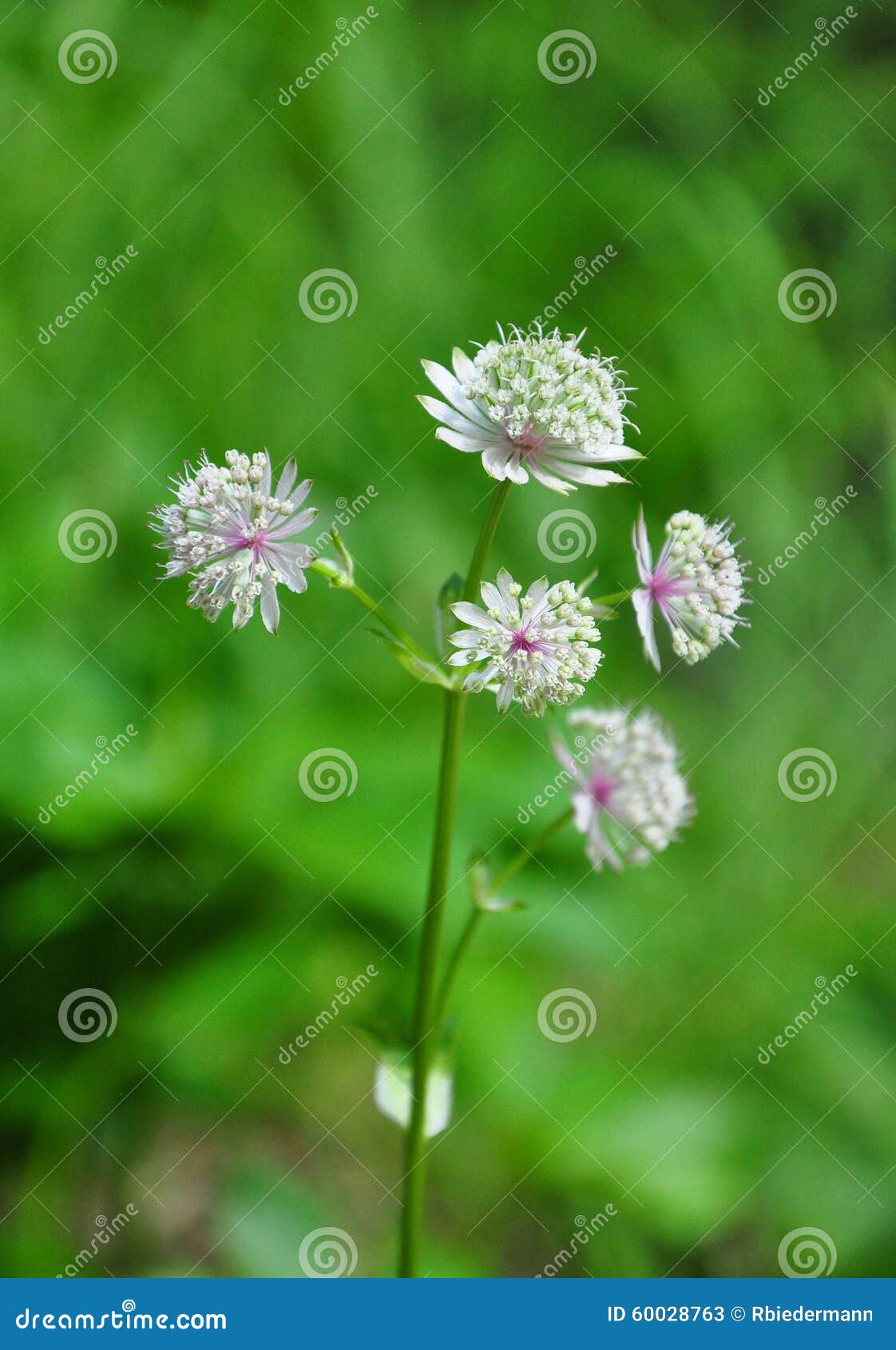 Great Masterwort (Astrantia Major) Stock Image - Image of masterwort ...