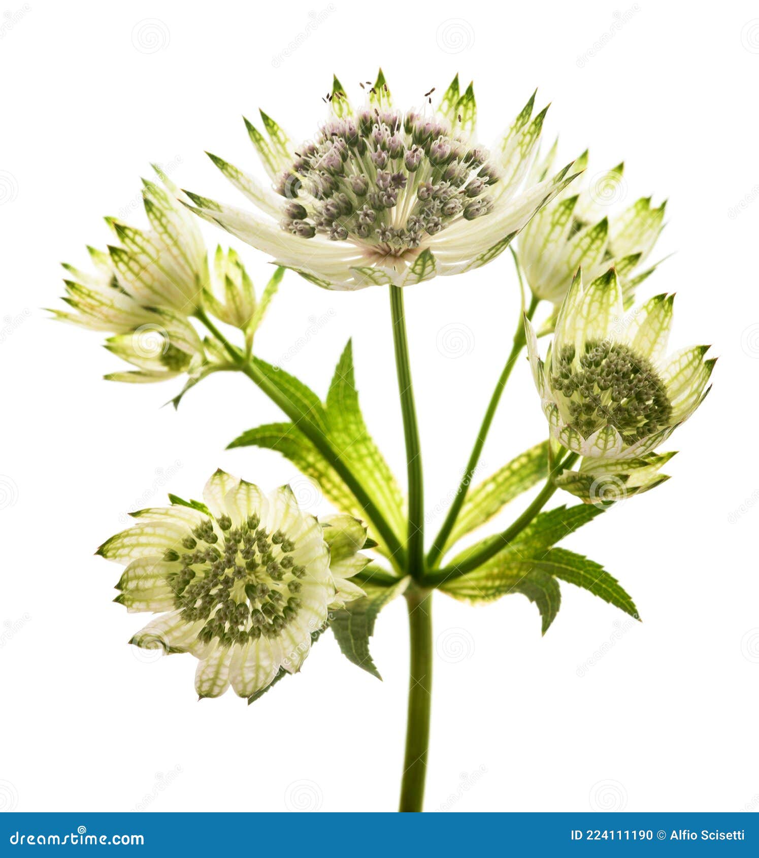 Great masterwort flowers stock photo. Image of alternative - 224111190