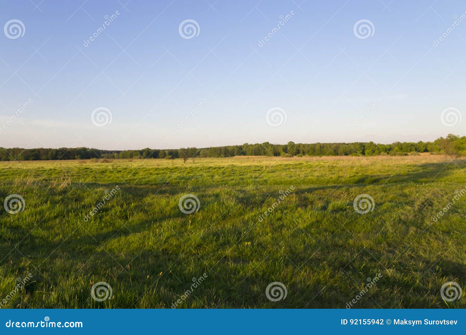 Great meadow of the forest stock photo. Image of forest - 92155942