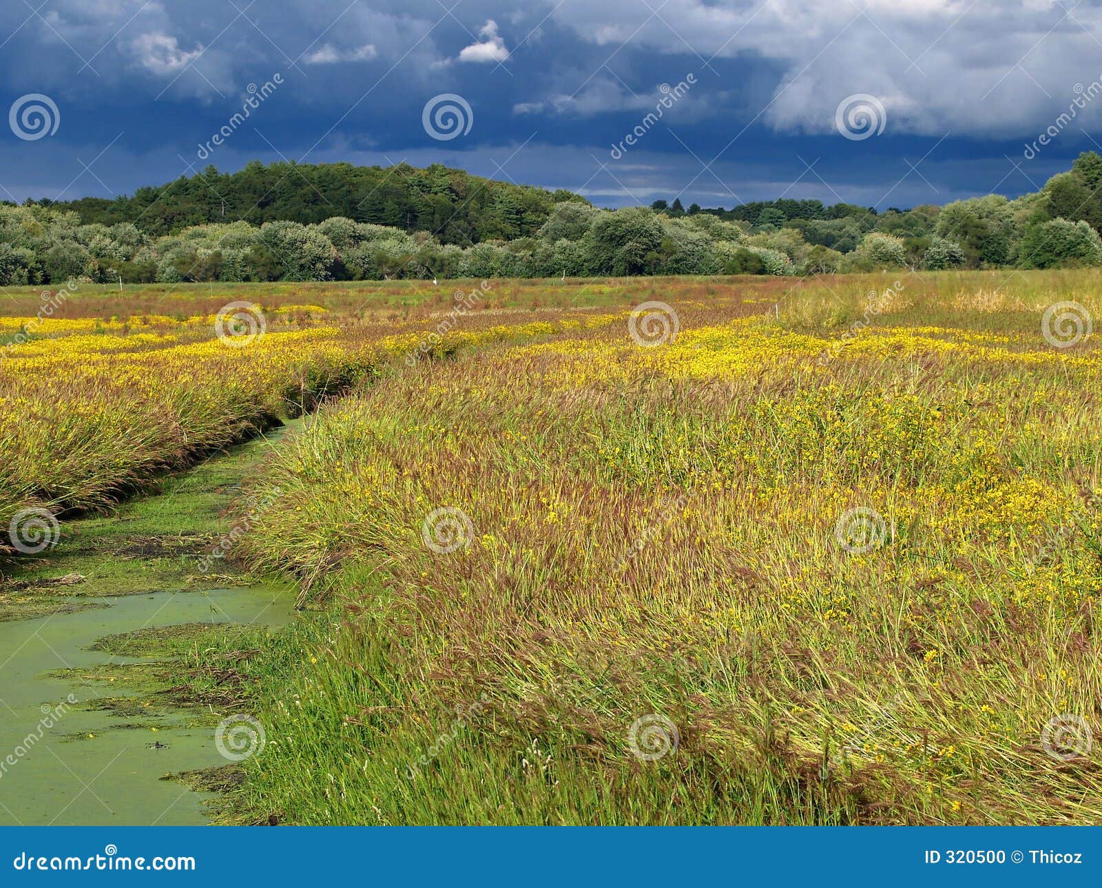 Great Meadows stock photo. Image of vegetation, meadow - 320500