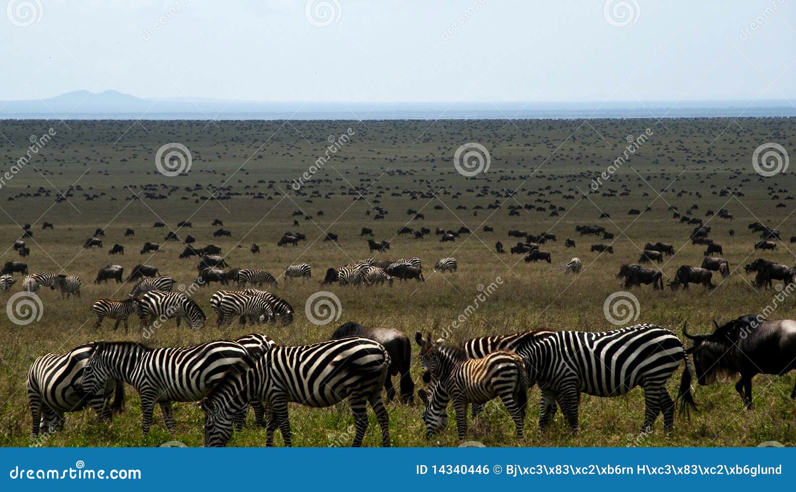 The great migration stock photo. Image of africa, flock - 14340446