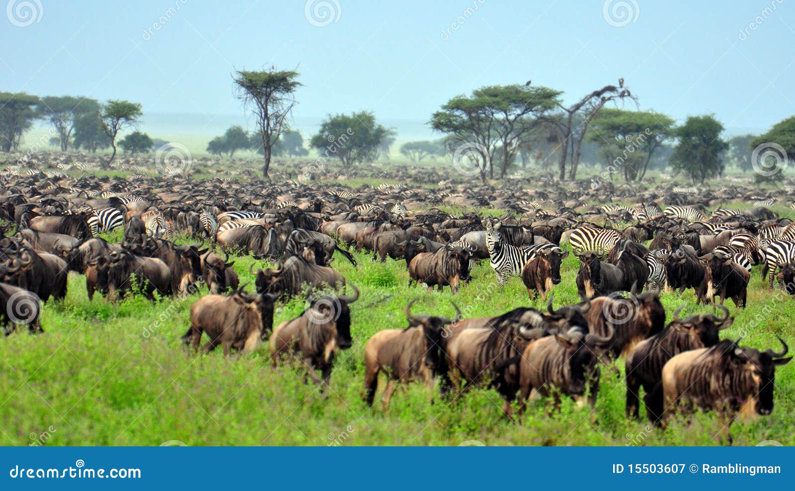 Great Migration In Africa. Huge Herds Of Herbivores. Mara River, Kenya ...