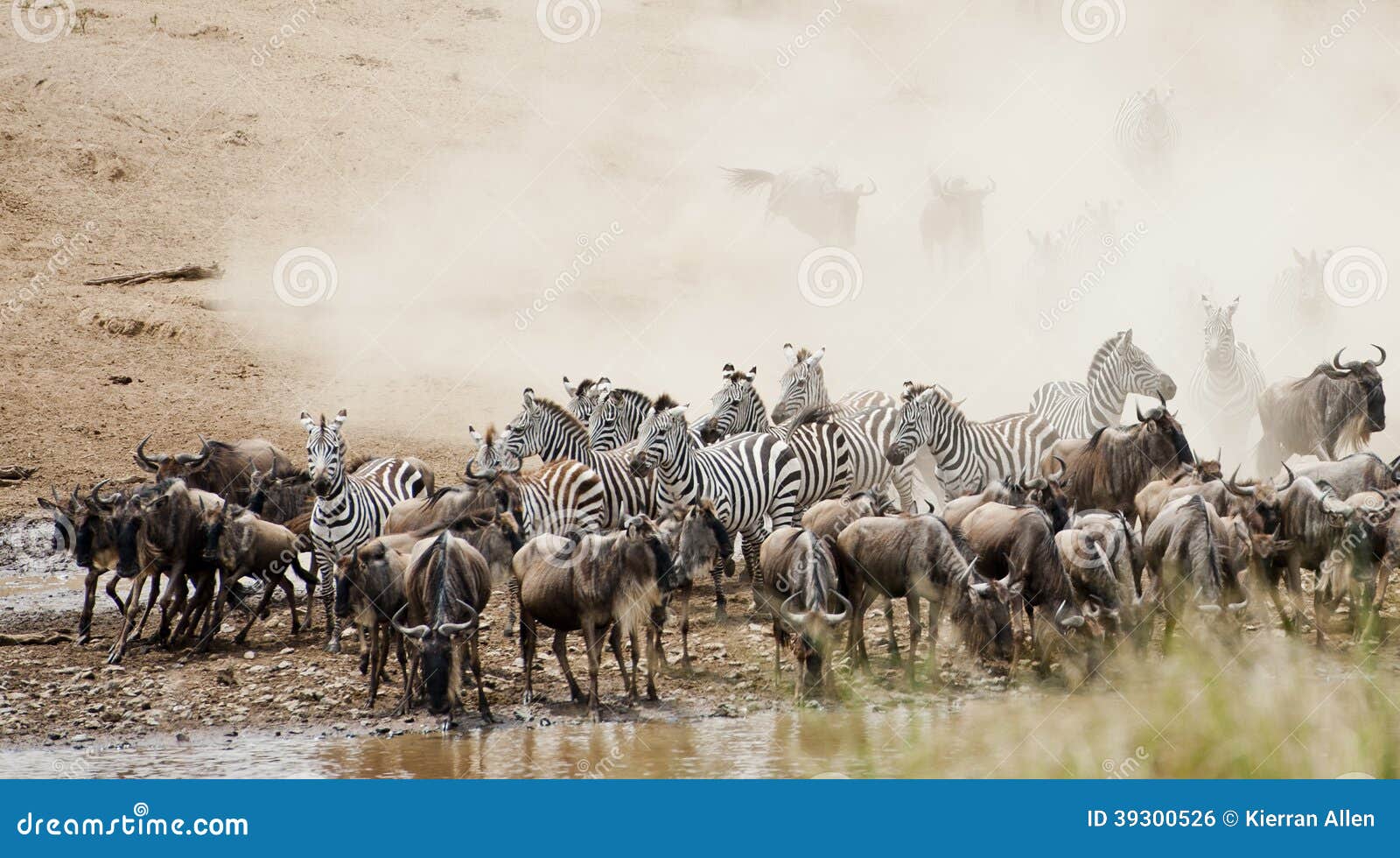 Great Migration Kenya stock photo. Image of africa, animals - 39300526