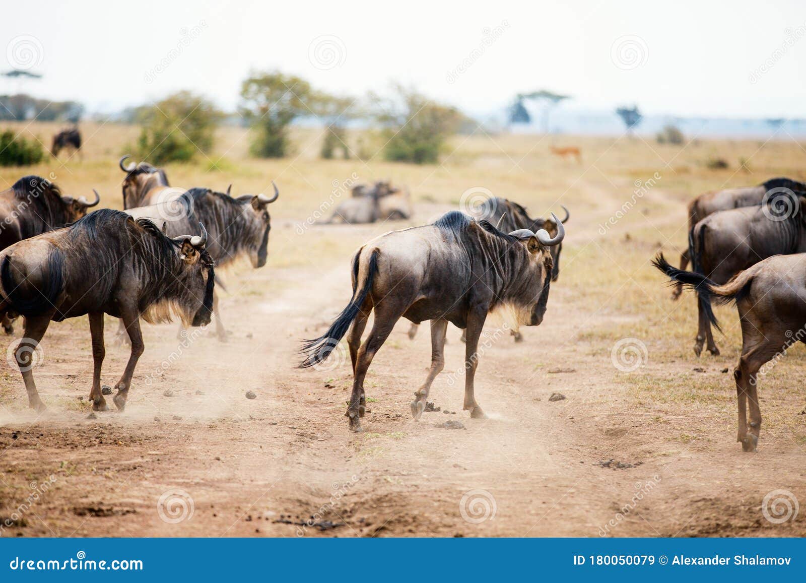 Great migration in Kenya stock image. Image of green - 180050079