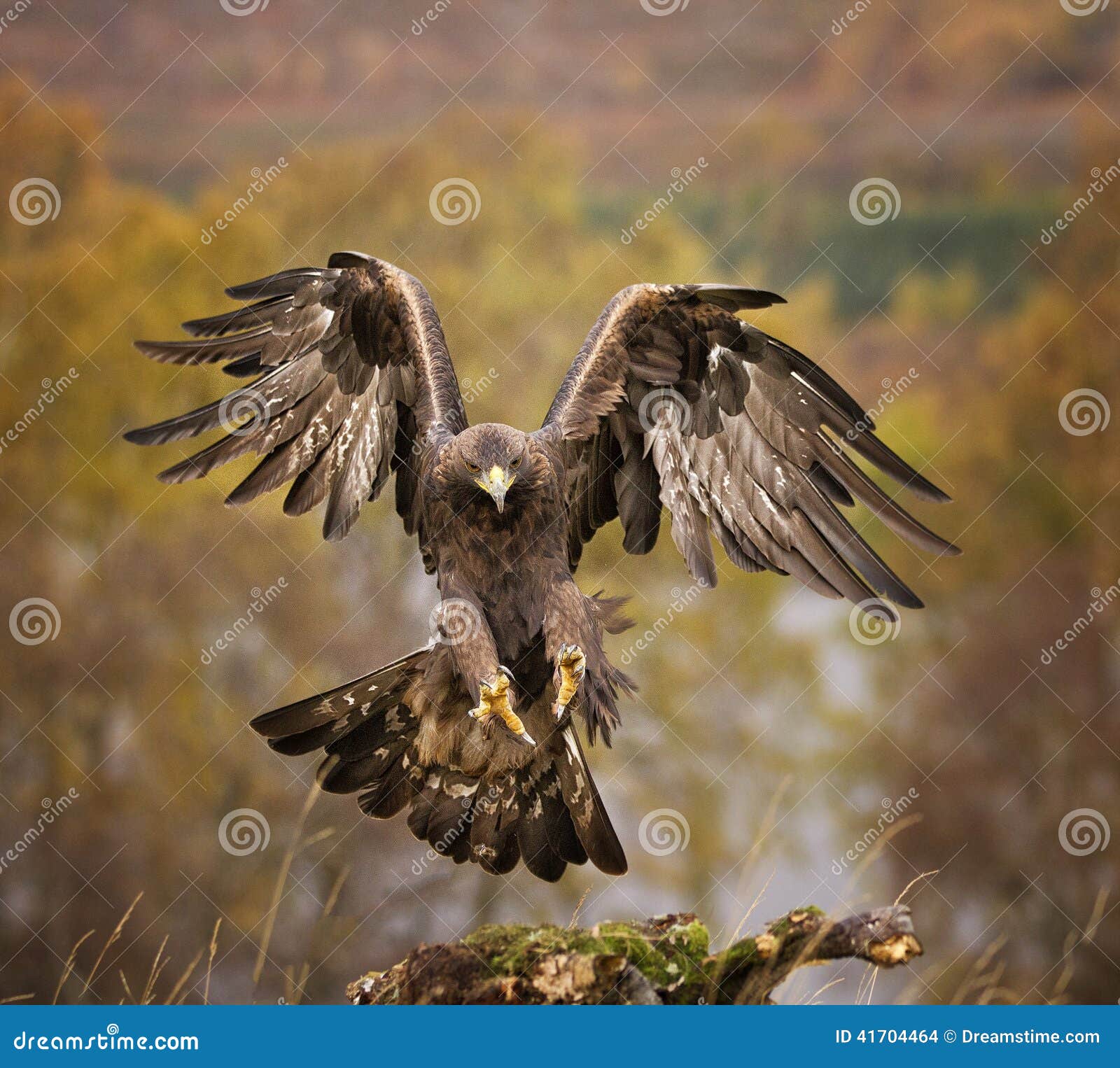 The Great Migration In Full Swing. Mara River Stock Image ...