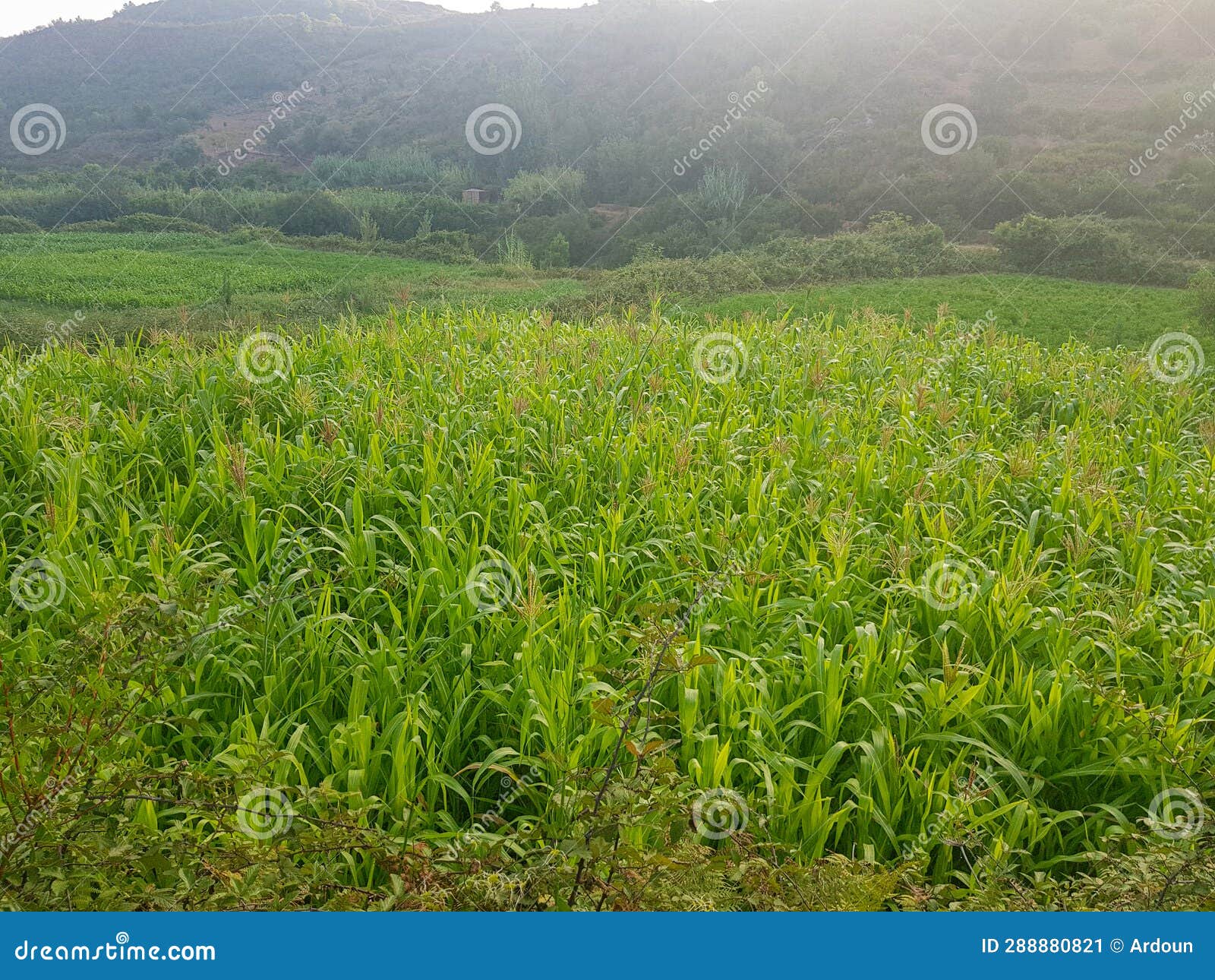 Great Millet is Great in Rural Landscapes Stock Image - Image of ...