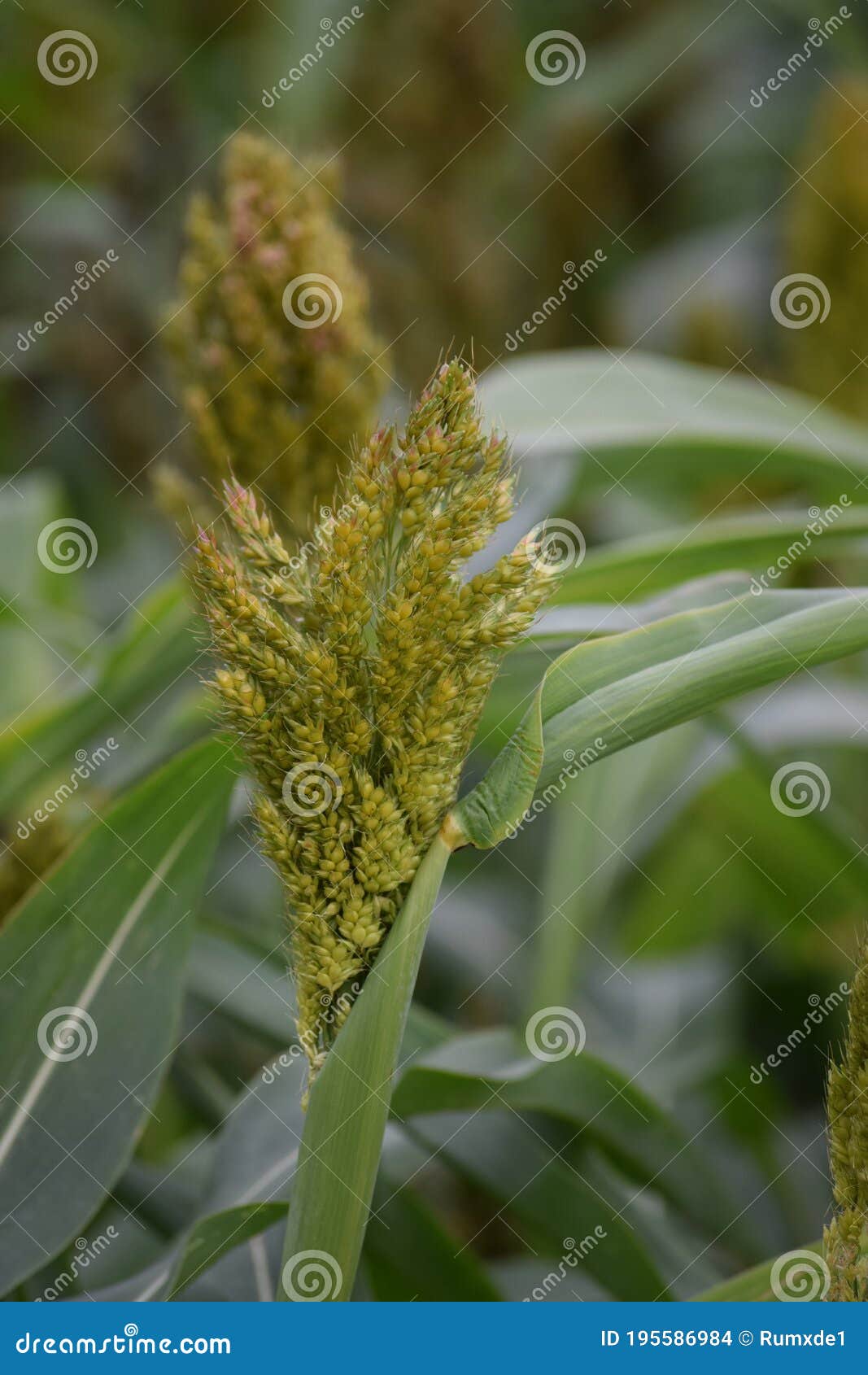 Great Millet stock photo. Image of kafficorn, form, like - 195586984