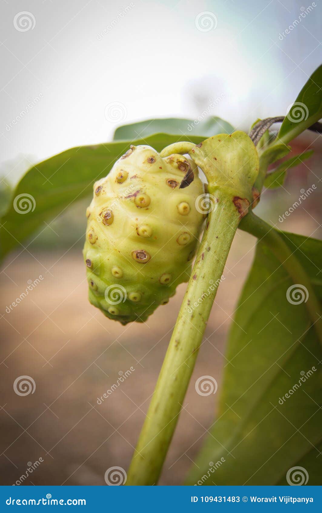 Great morinda stock image. Image of rubiaceae, health - 109431483