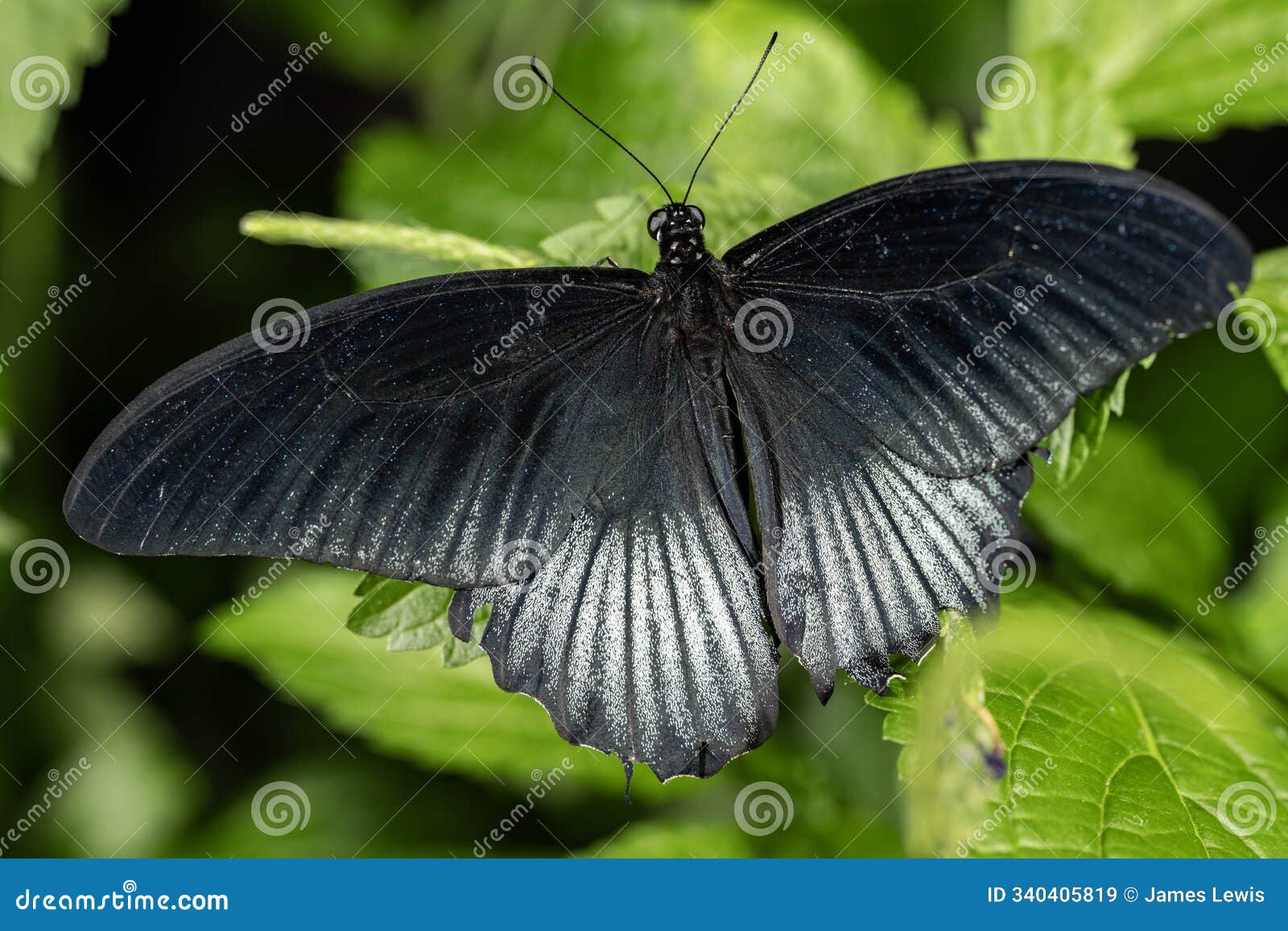 Great Mormon Butterfly stock image. Image of nature - 340405819