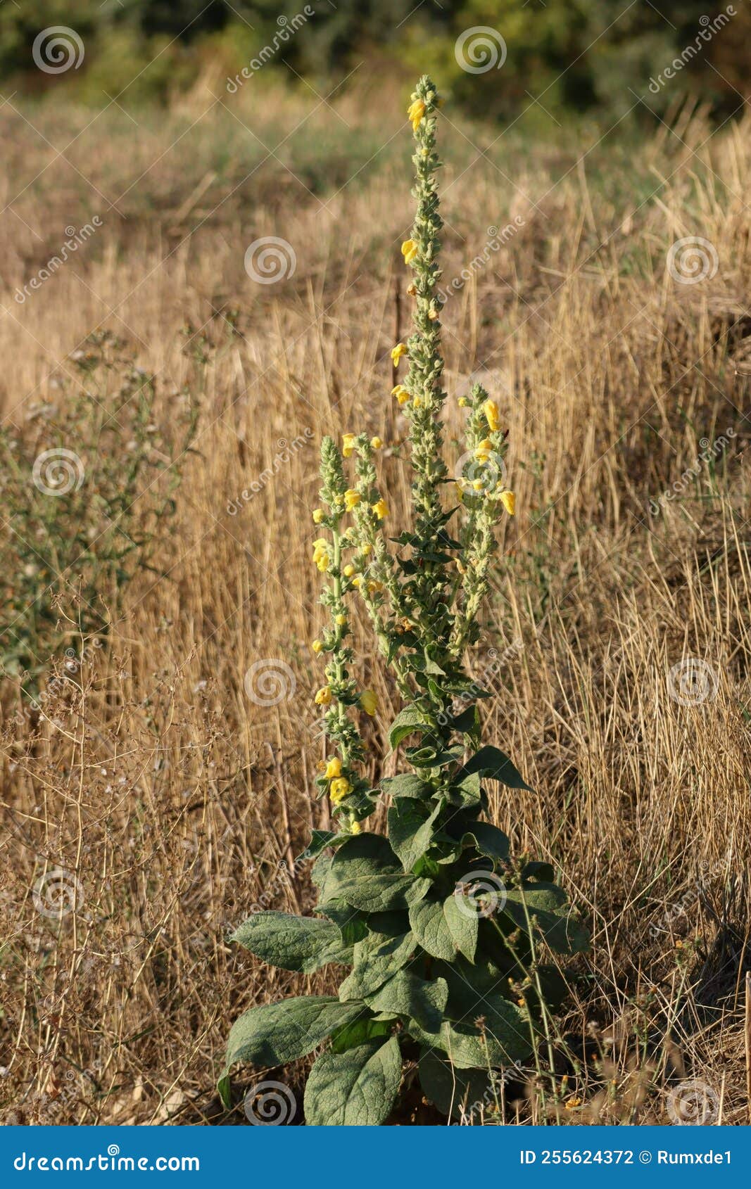 Great Mullein stock photo. Image of thapsus, verbascum - 255624372