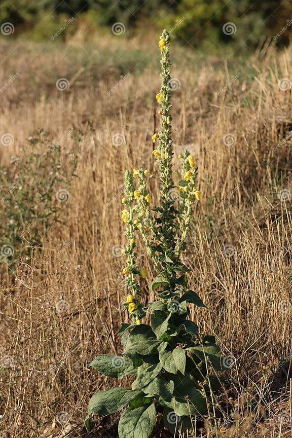 Great Mullein stock photo. Image of thapsus, verbascum - 255624372