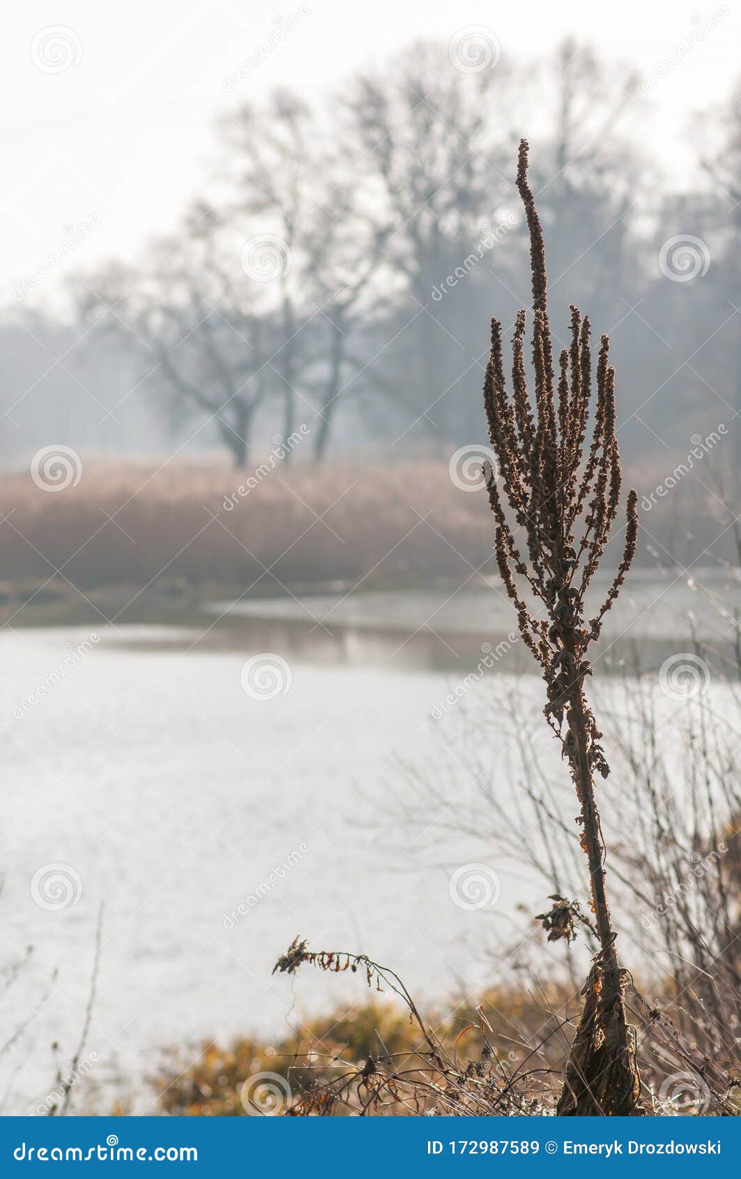 The Great Mullein or Common Mullein Verbascum Thapsus Stock Image ...