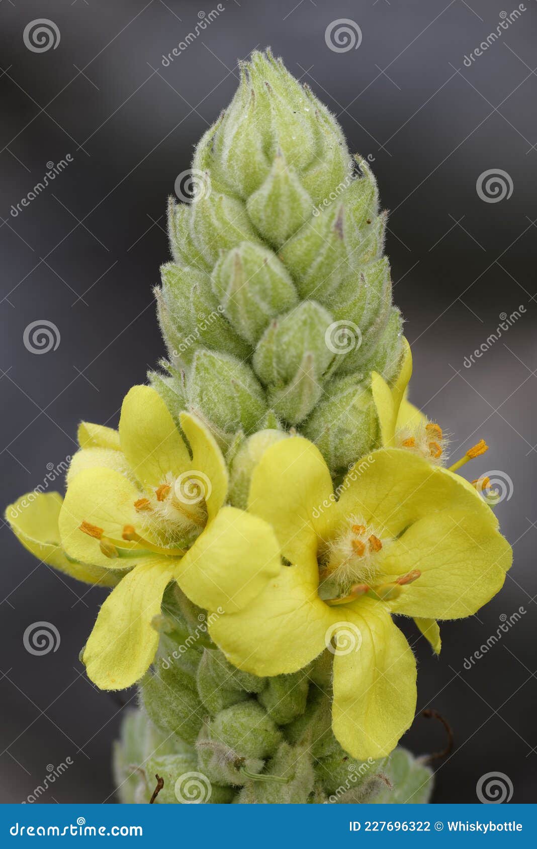 Great Mullein stock photo. Image of flora, portrait - 227696322
