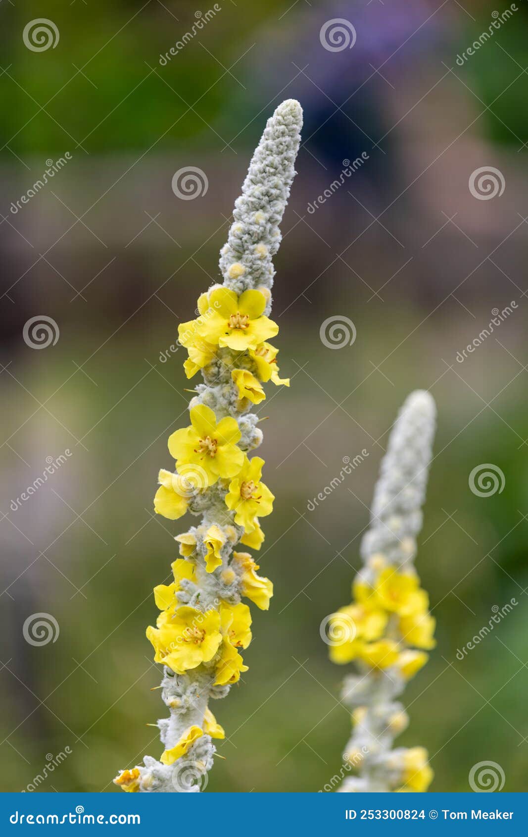 Great Mullein Verbascum Thapsus Flower Stock Photo - Image of mullein ...