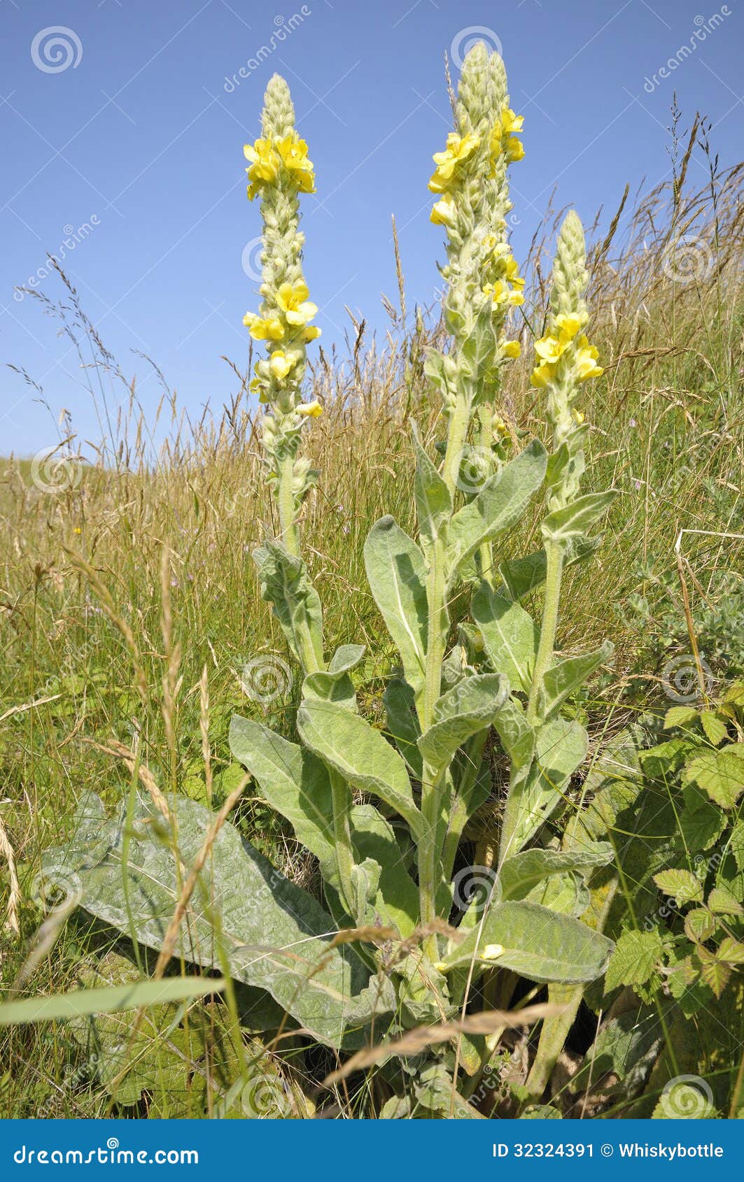 Great Mullein stock image. Image of wild, plant, glamorgan - 32324391