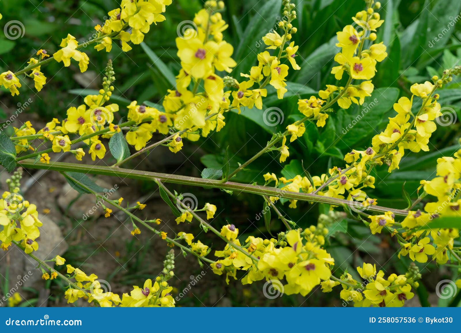 Yellow Flowers of Great Mullein in the Field, Close-up. Stock Photo ...