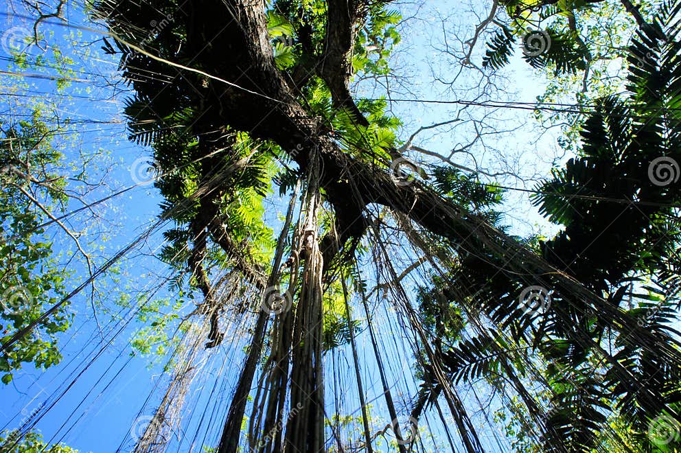 Great Narra Tree and Vegetation. Philippines Stock Photo - Image of ...
