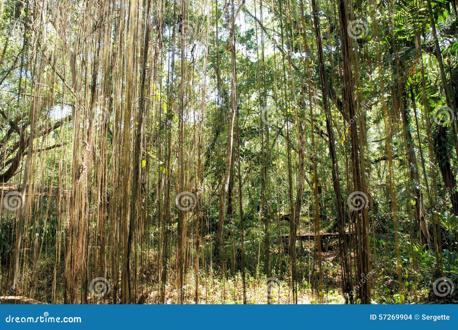 Great Narra Tree And Vegetation. Philippines. Stock Photo ...